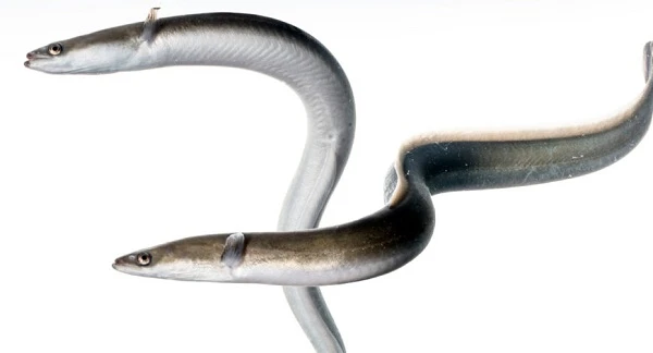 Pressdek - ANGUILA ANGULA ROSTRATA LA PESCA MILLONARIA DEL CARIBE